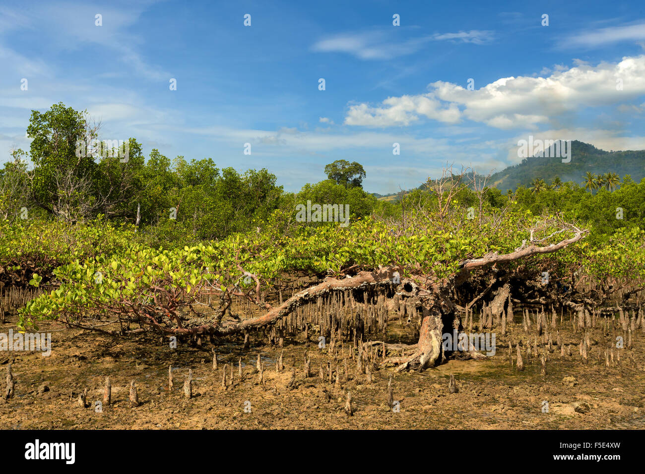 Mangrove north sulawesi hi-res stock photography and images - Alamy