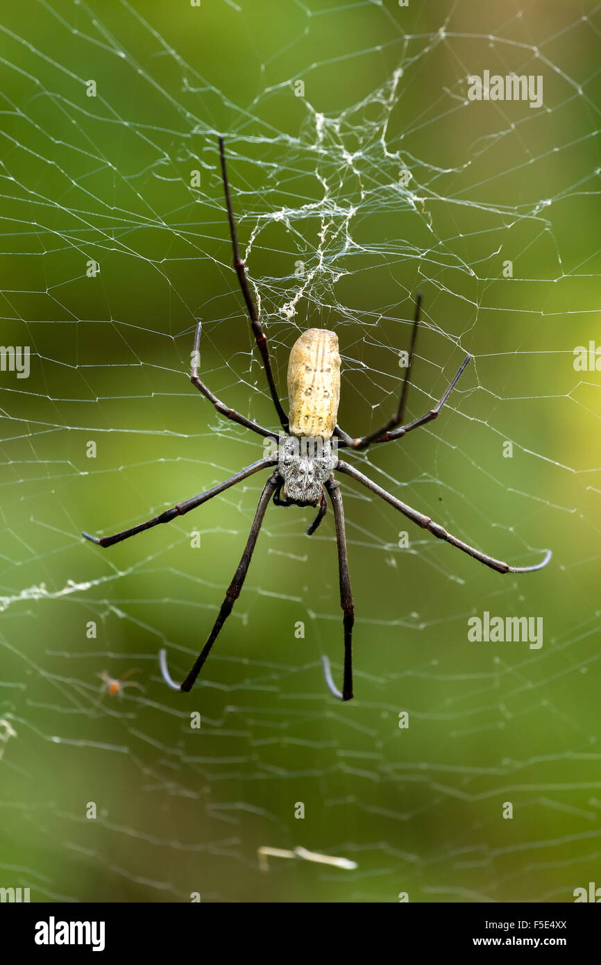 Close up of golden orb weaver or giant wood spider or banana spider ...