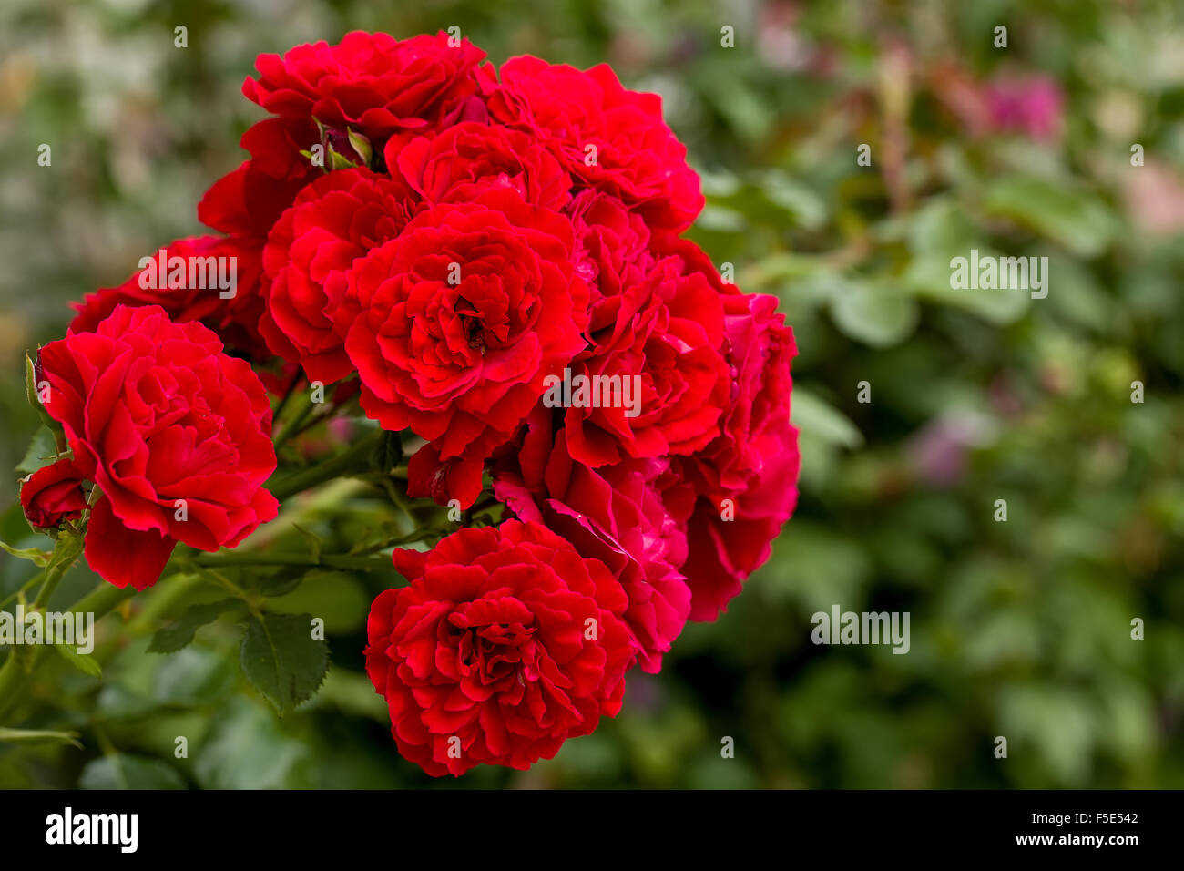 beautiful red roses macro outdoor shoot, for romatic love background ...
