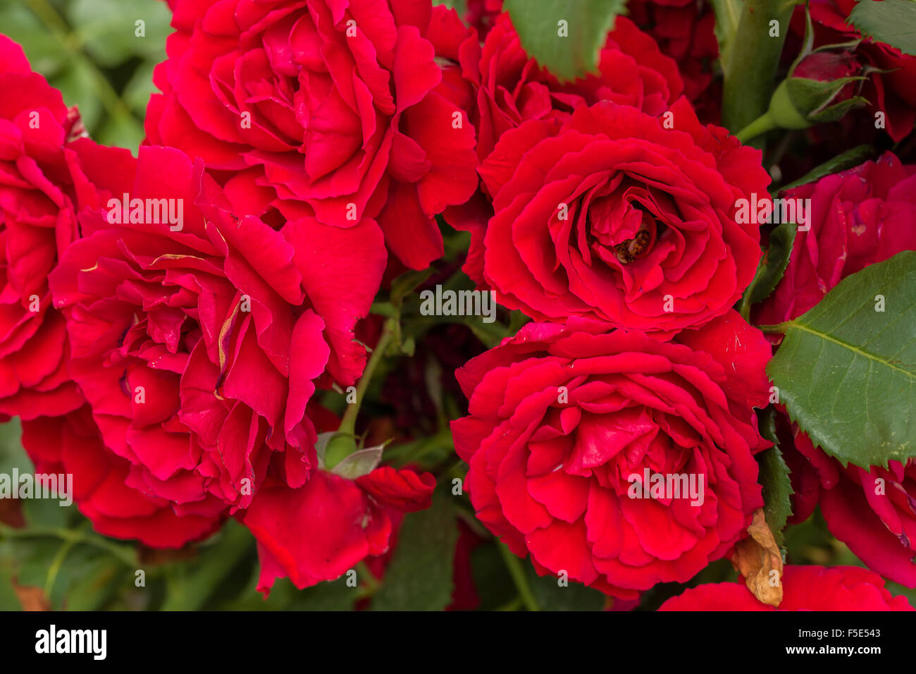 beautiful red roses macro outdoor shoot, for romatic love background ...