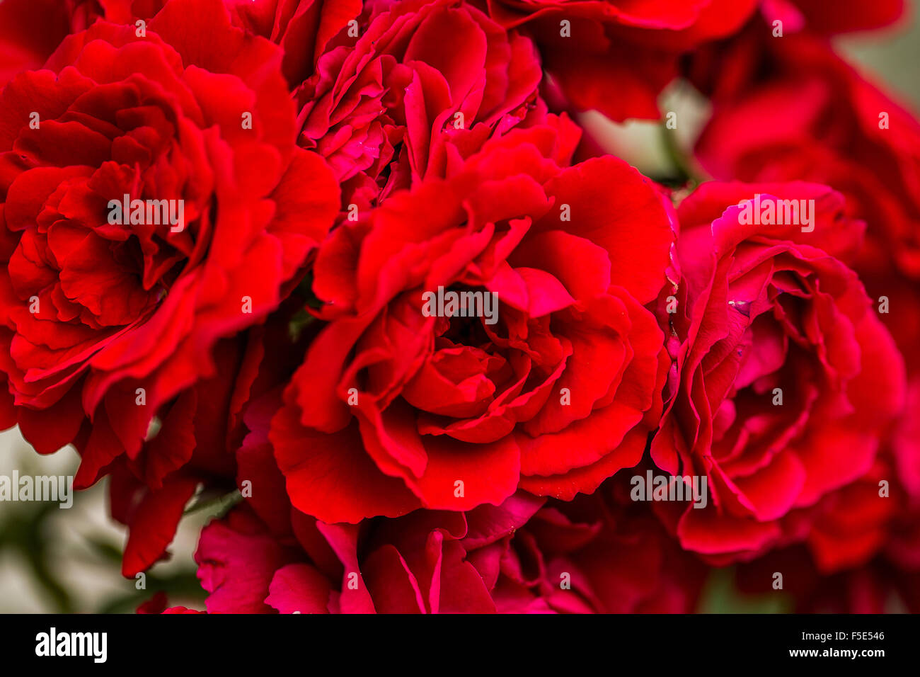 beautiful red roses macro outdoor shoot, for romatic love background ...