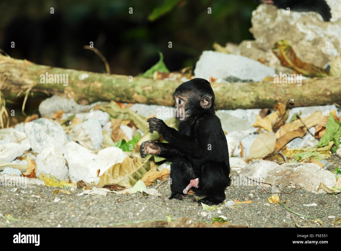 baby of Ape Monkey Celebes Sulawesi crested black macaque, Takngkoko ...