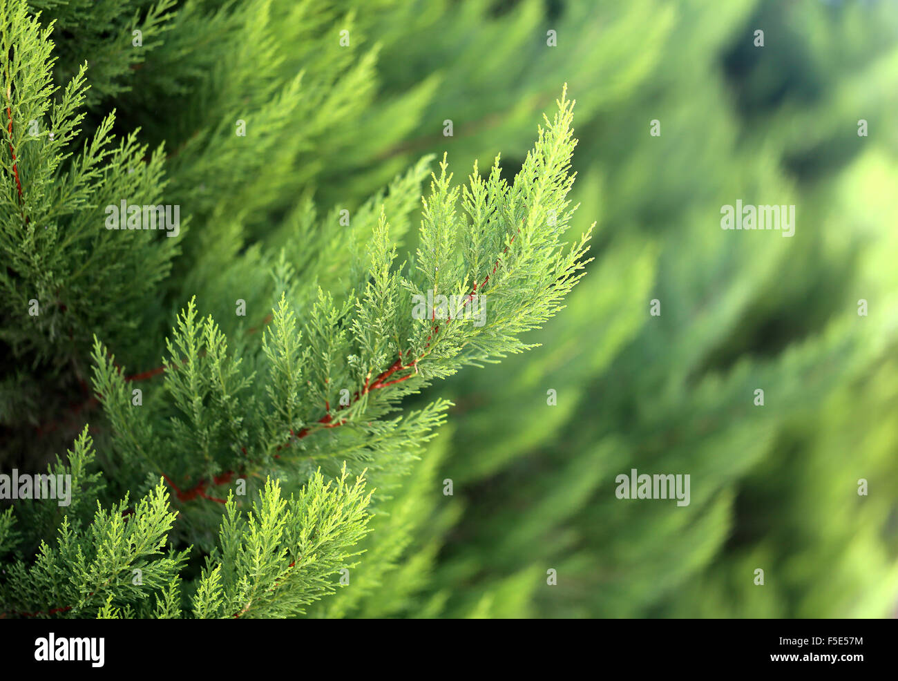 Beautiful green fir tree is photographed close-up Stock Photo - Alamy
