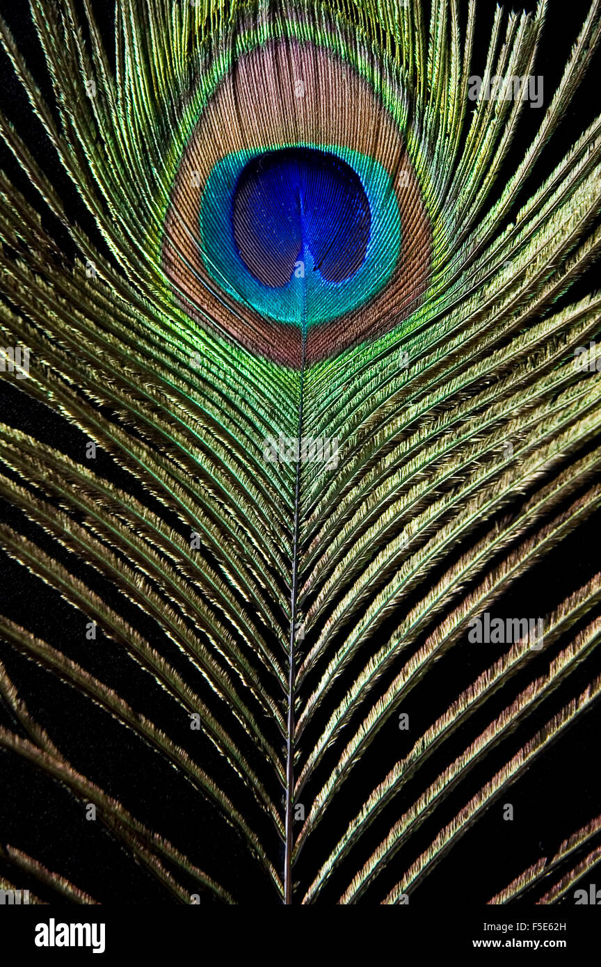 colorful peacock feather on black Stock Photo - Alamy
