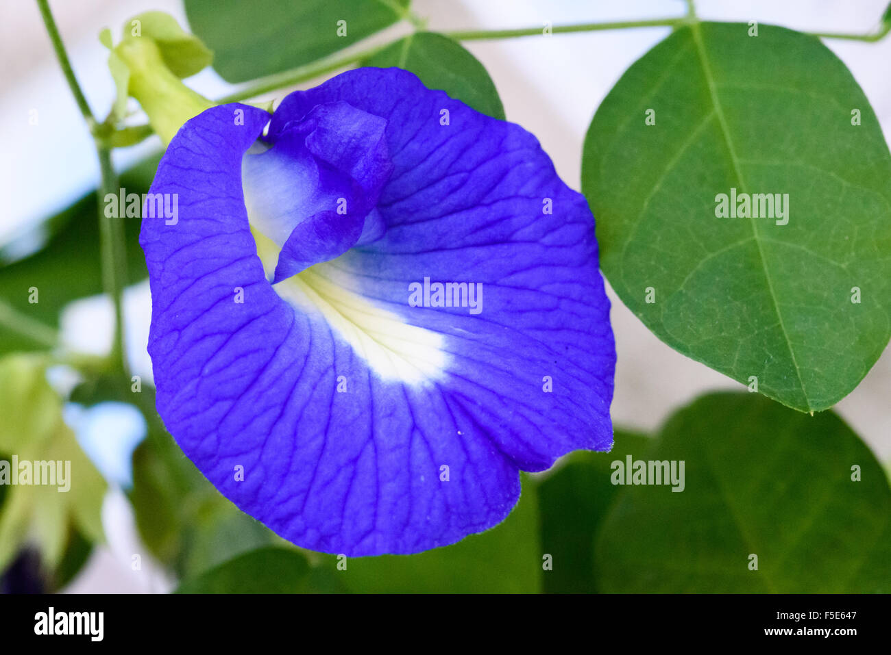 Blue Butterfly Pea Stock Photo - Alamy