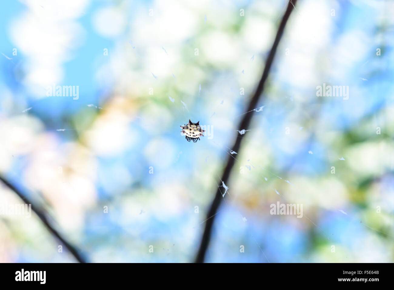 Spiny spider hi-res stock photography and images - Alamy