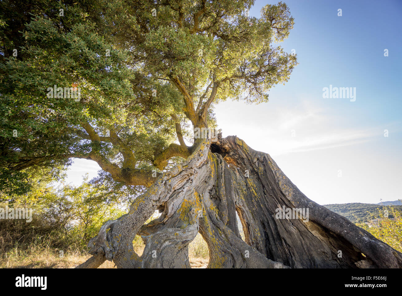Holm oak tree backlit Stock Photo - Alamy