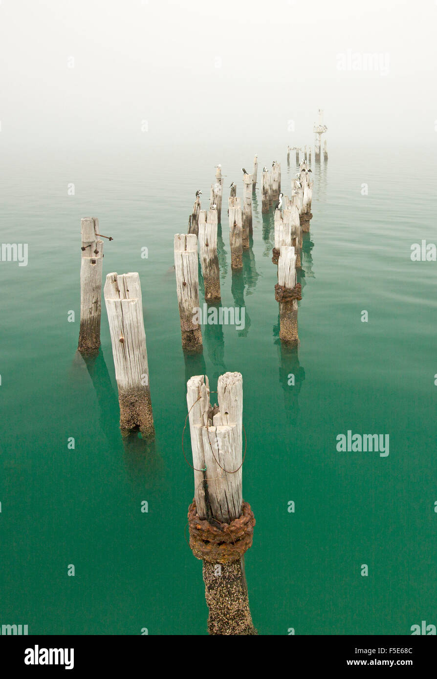 Row of old weathered wooden posts, once part of jetty, in sea of calm ...