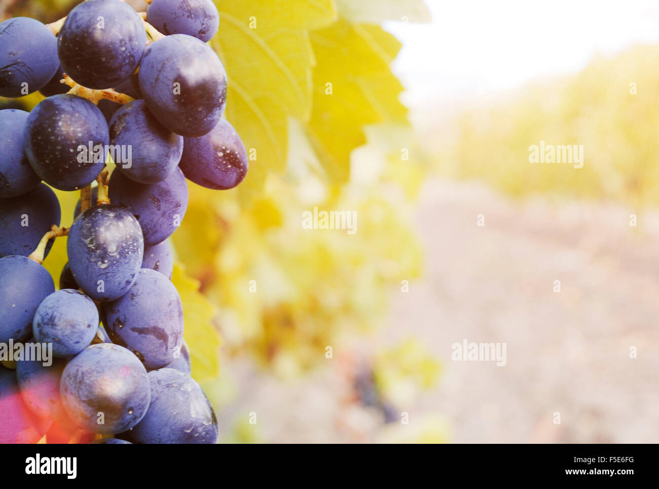 Sweet and tasty blue grape bunch on the vine Stock Photo - Alamy