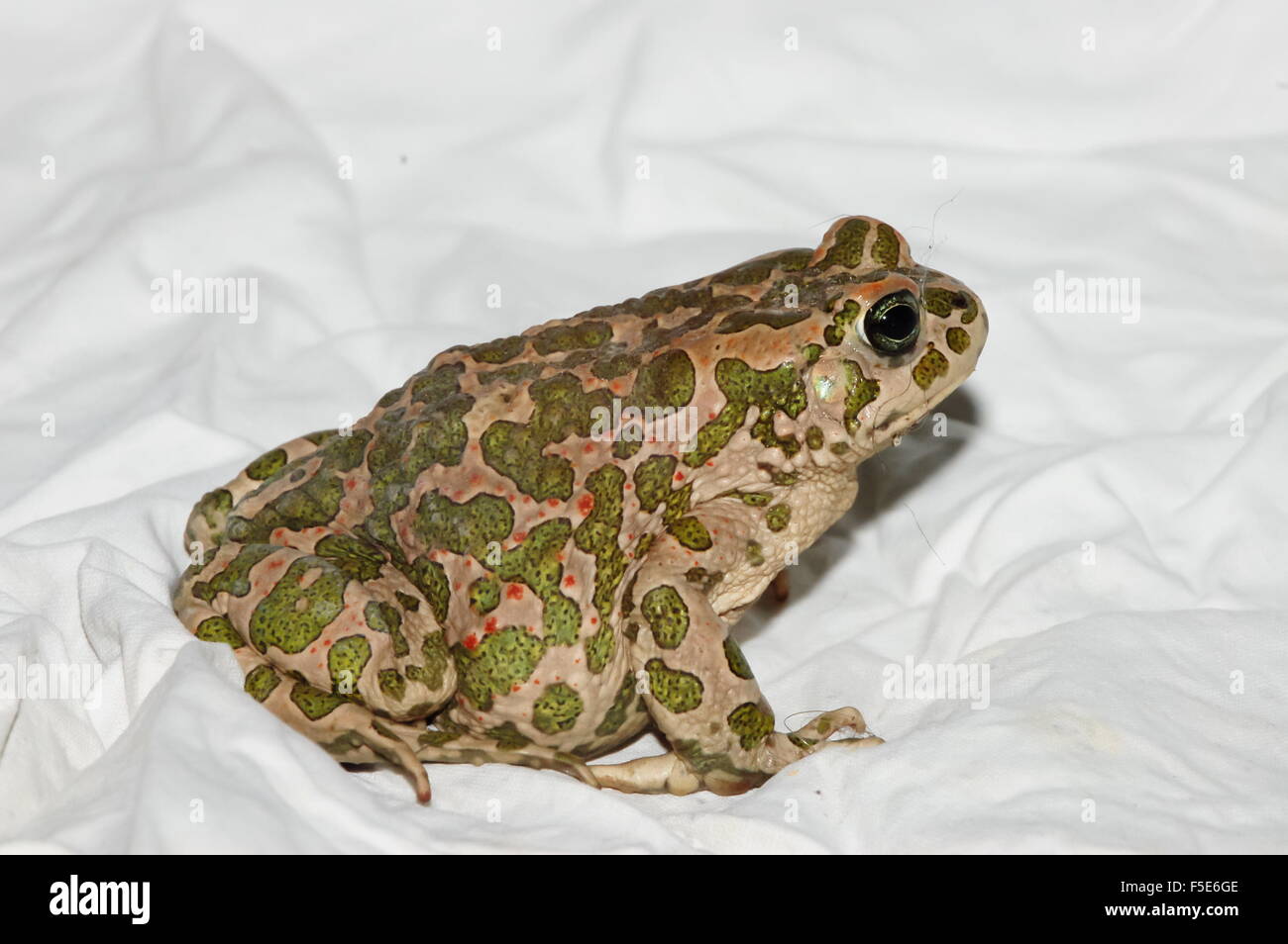 Common European Toad Stock Photo - Alamy