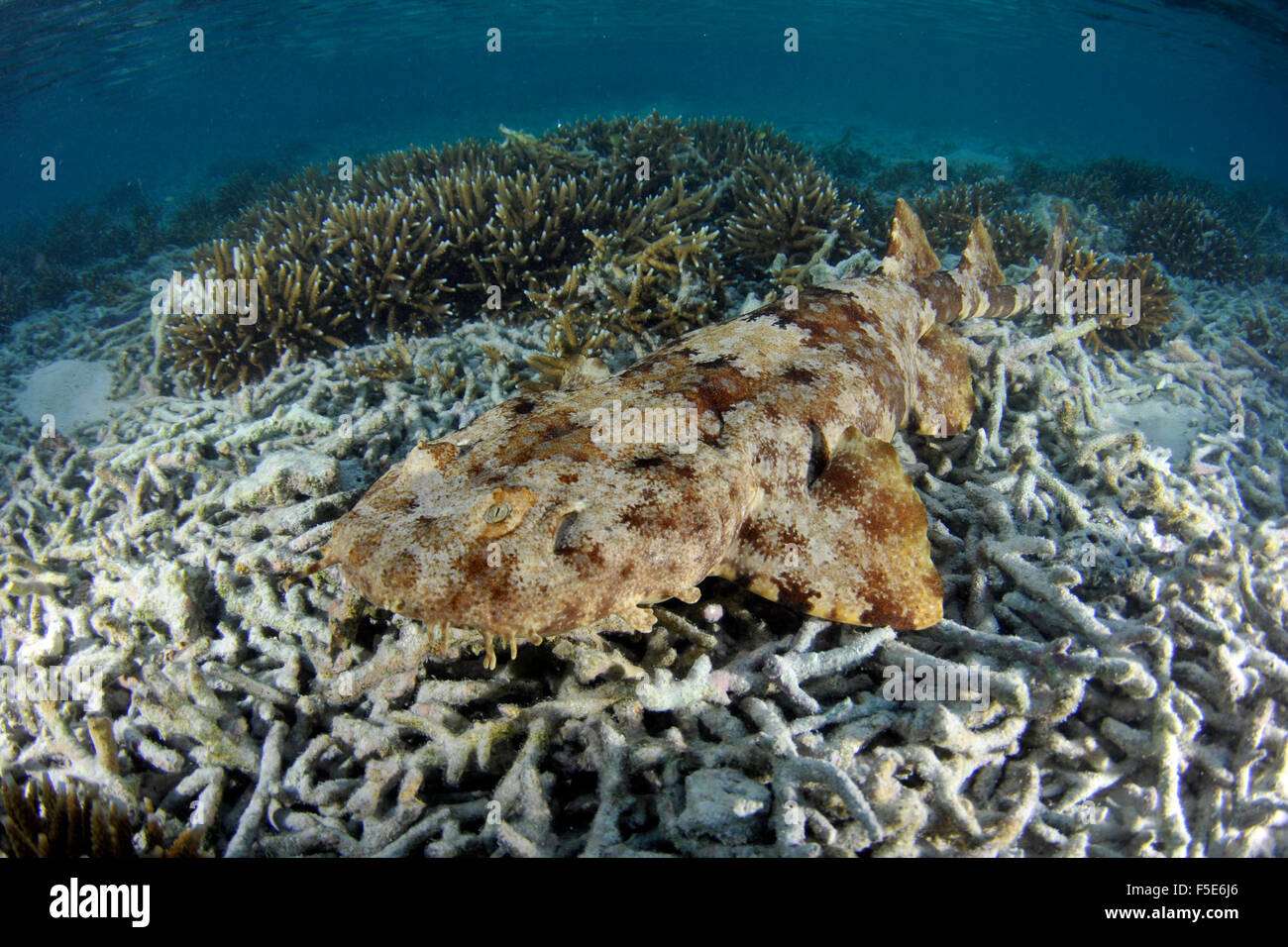 Tasselled wobbegong shark, Eucrossorhinus dasypogon, Heron Island ...