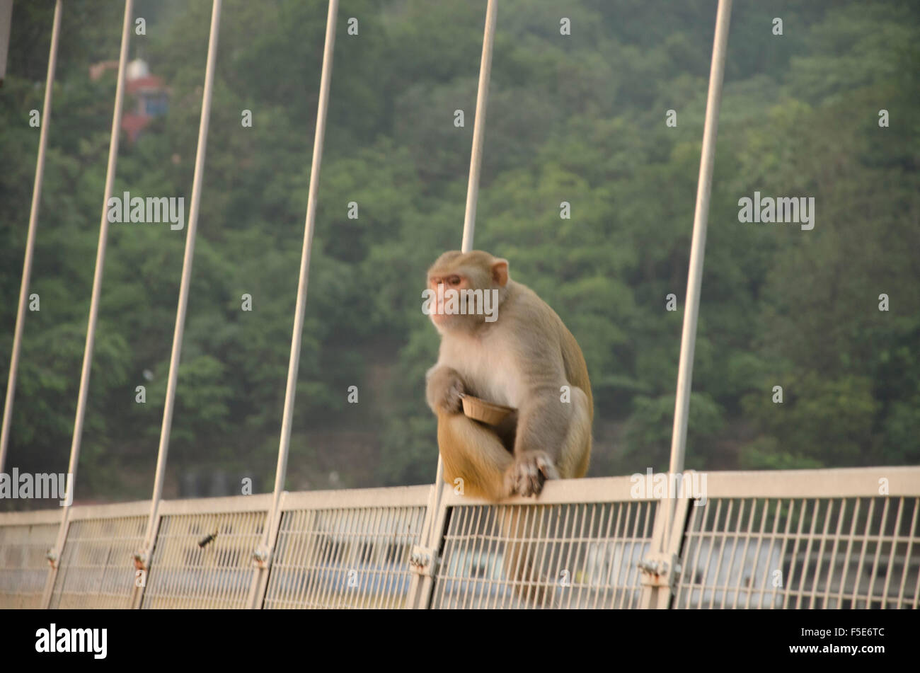 Monkey bridge hi-res stock photography and images - Alamy