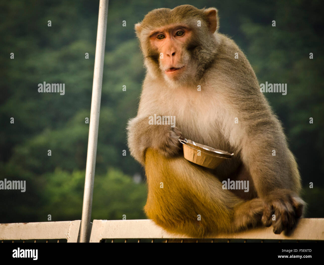Monkey bridge hi-res stock photography and images - Alamy