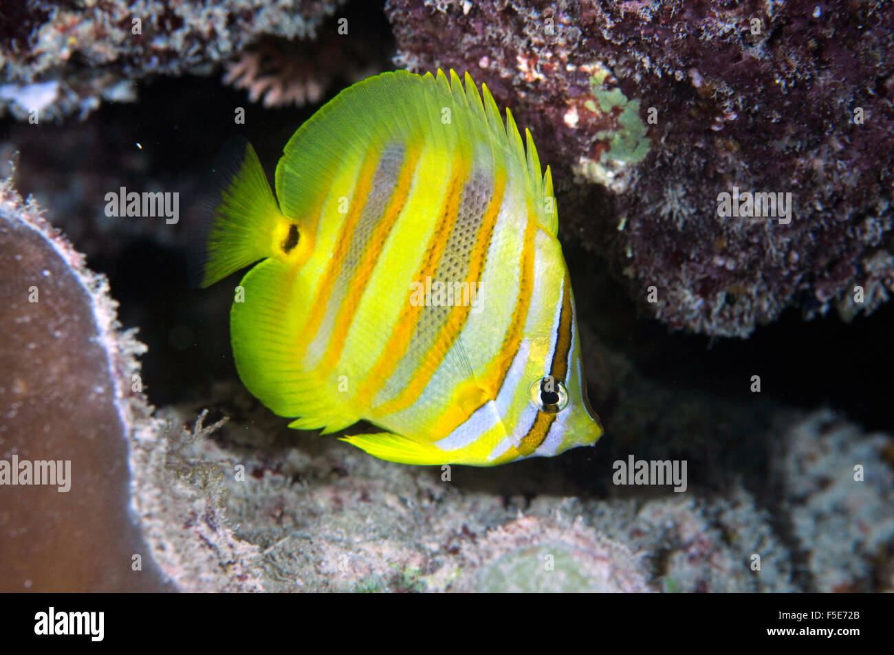 Butterflyfish great barrier reef High Resolution Stock Photography and ...
