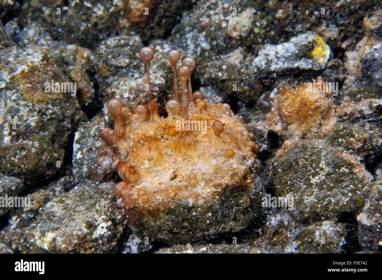 With brown algae hi-res stock photography and images - Alamy