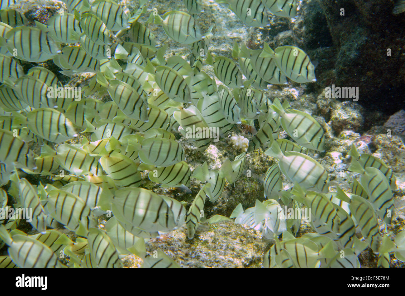 Aggregation of convict tang or manini, Acanthurus triostegus, feeding ...