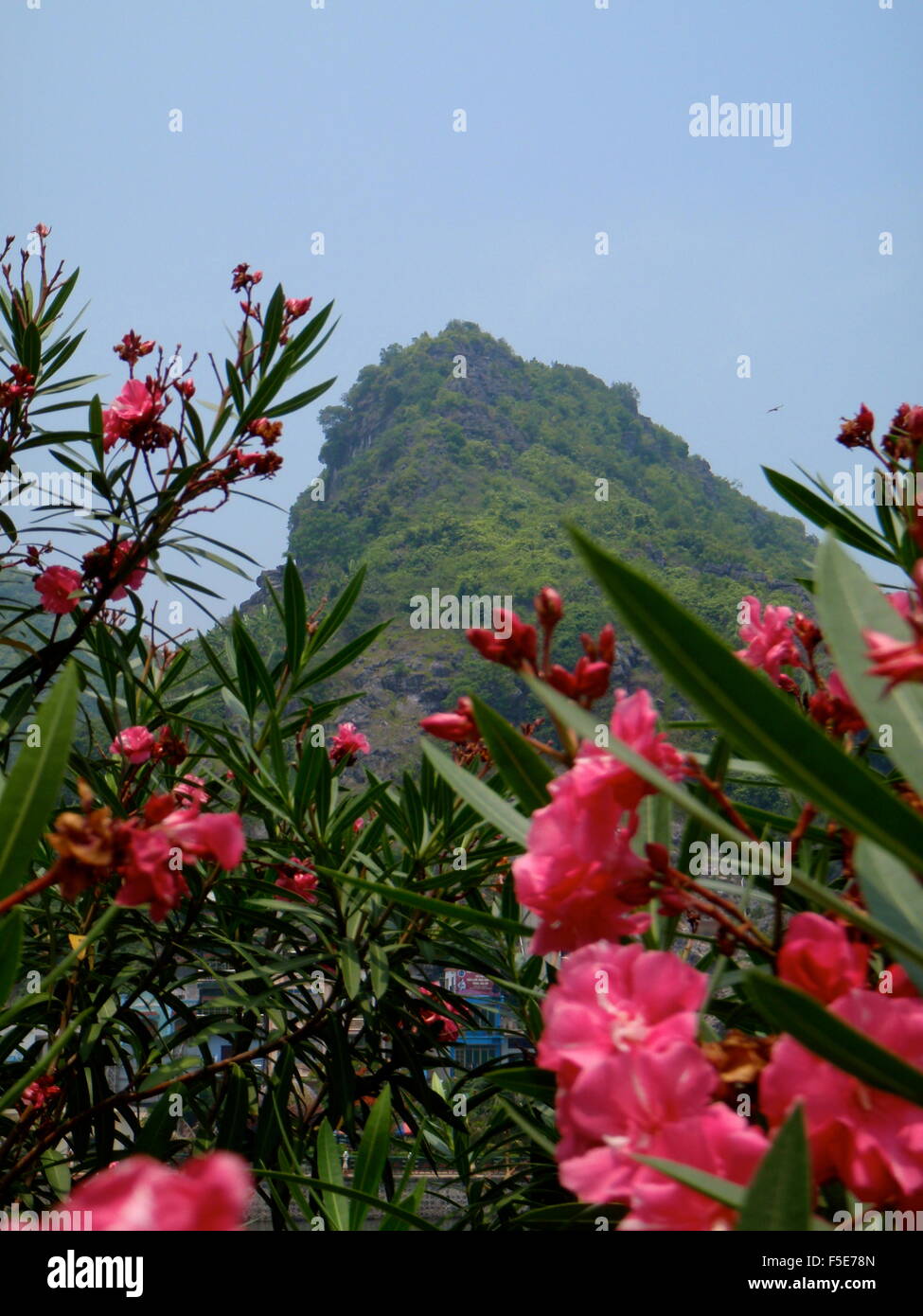 Pink flowers in front of mountain on Cat Ba Island Vietnam Stock Photo ...