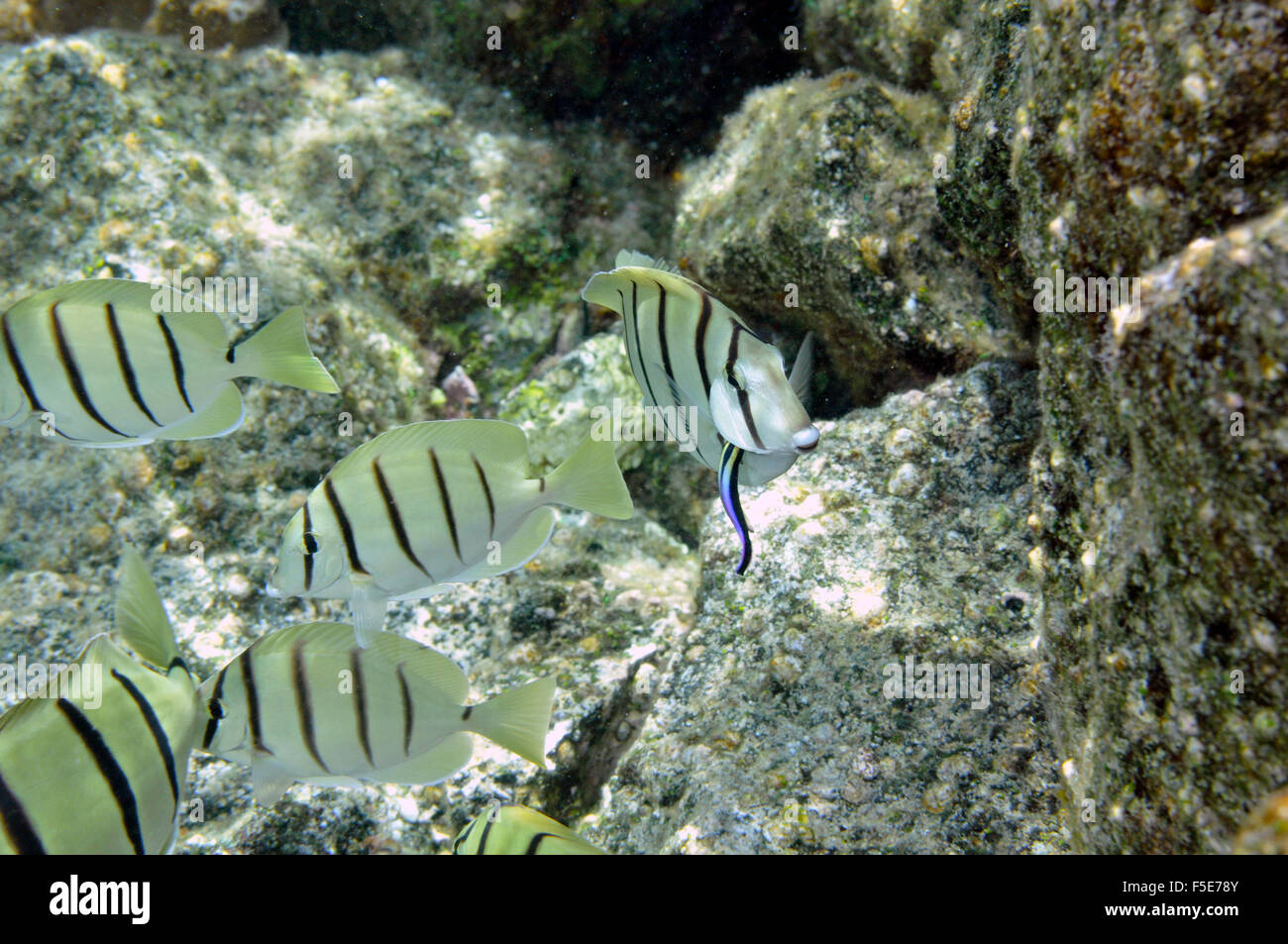 Convict Fish High Resolution Stock Photography and Images - Alamy
