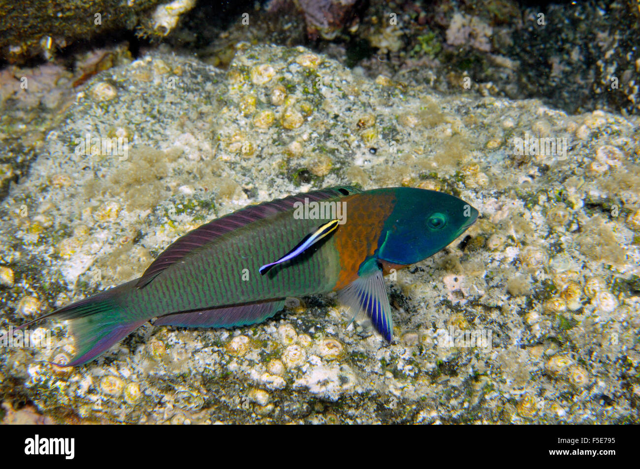 Hawaiian Cleaner Wrasse