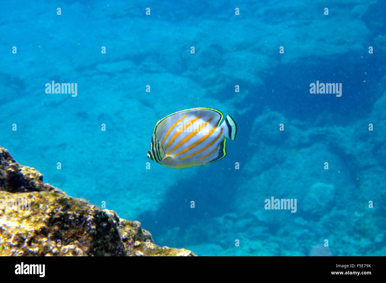 Blue swim hi-res stock photography and images - Alamy