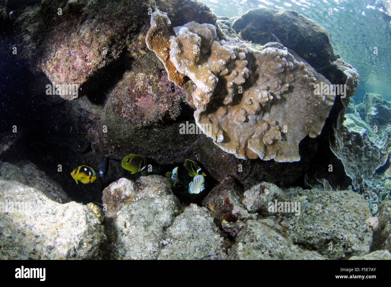 Coral reef at Waiopae tide pools, Kapoho, Big Island, Hawaii, USA Stock ...