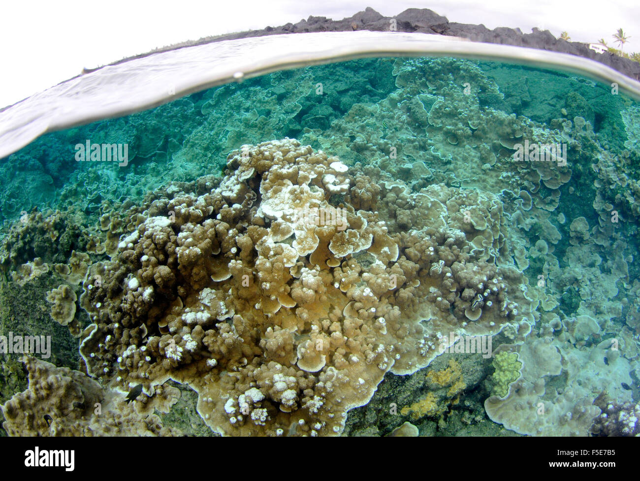 Coral reef at Waiopae tide pools, Kapoho, Big Island, Hawaii, USA Stock ...