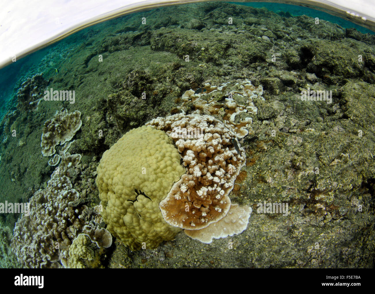 Hawaii coral bleaching hi-res stock photography and images - Alamy