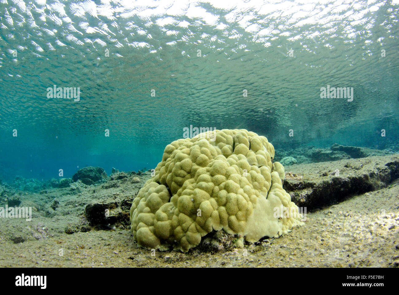 Coral reef at Waiopae tide pools, Kapoho, Big Island, Hawaii, USA Stock ...