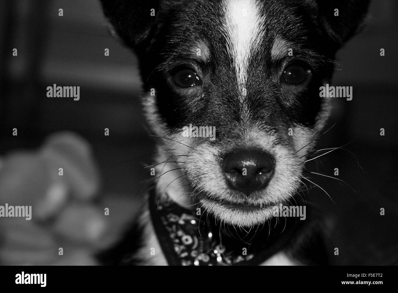 Jack russell terrier Black and White Stock Photos & Images - Alamy