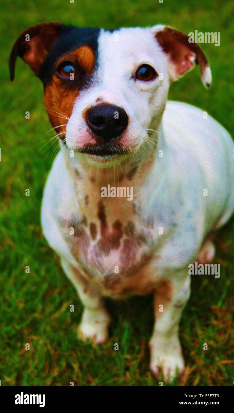 white female jack russell terrier bitch Stock Photo - Alamy