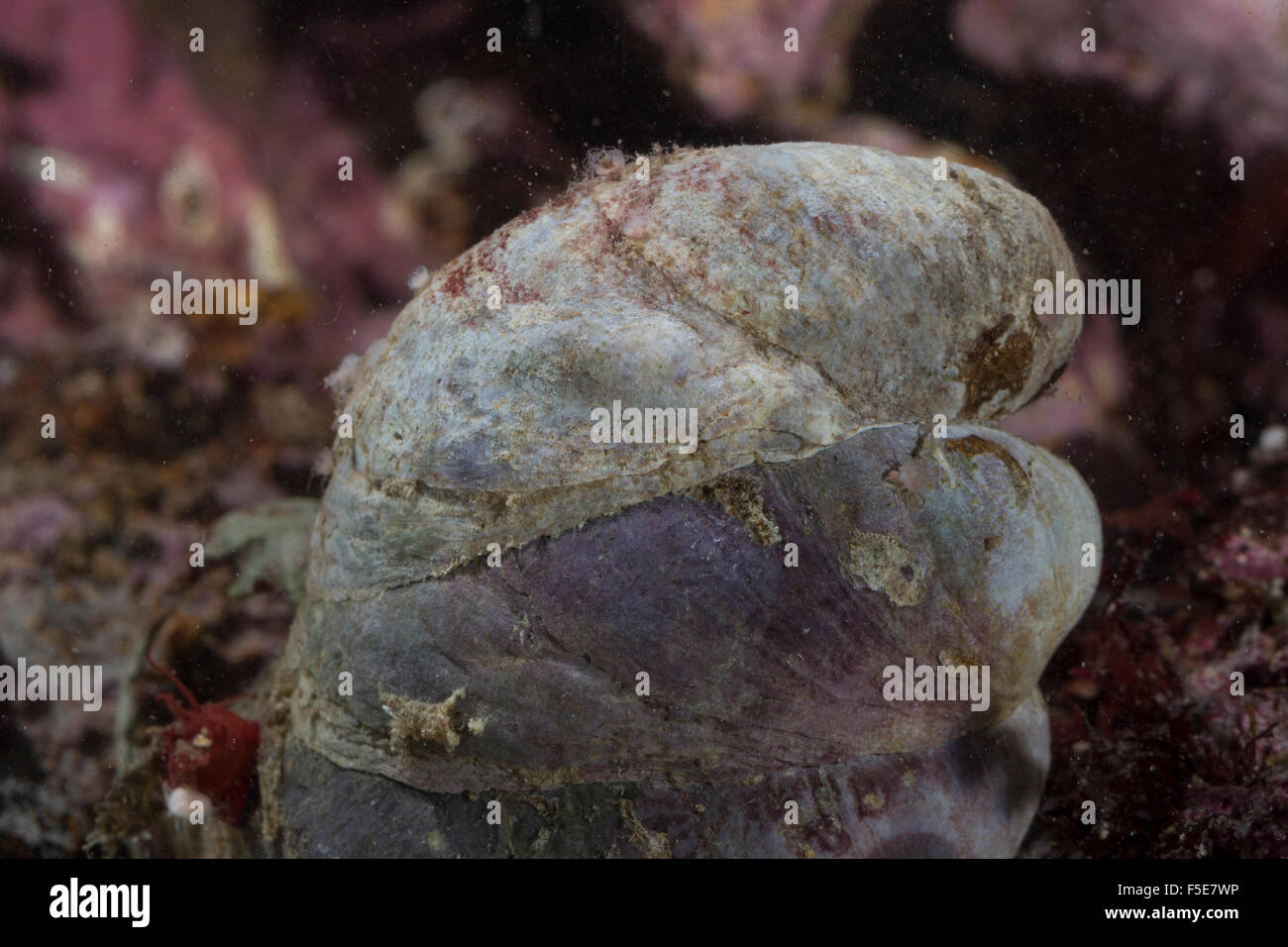 Slipper limpet snails hi-res stock photography and images - Alamy