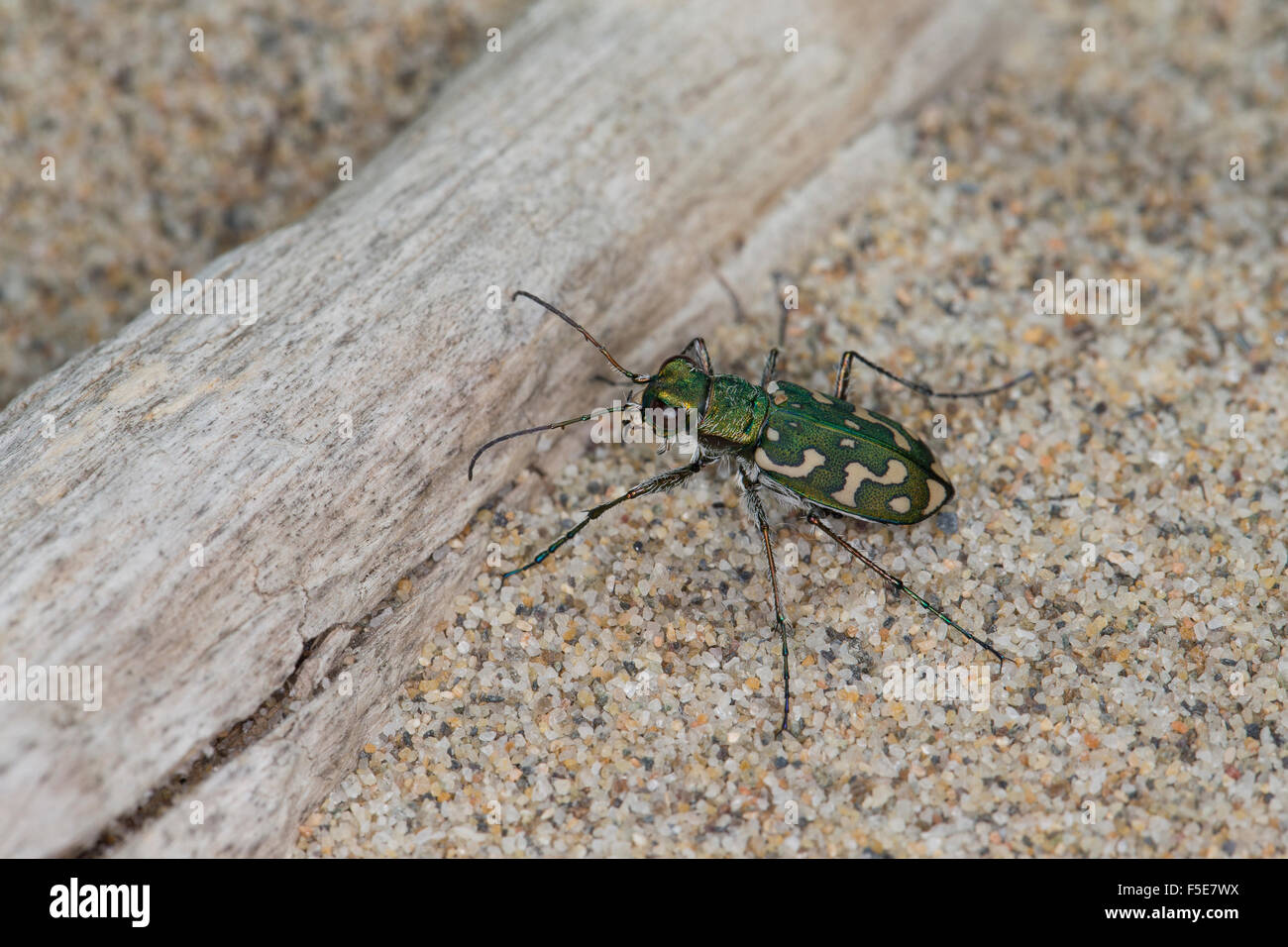 Tiger Beetle, Sandlaufkäfer, Sand-Laufkäfer, Lophyra flexuosa ...