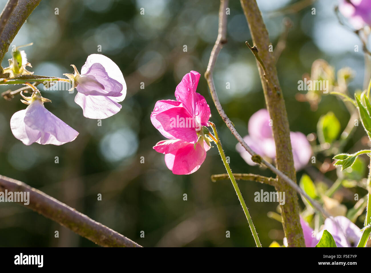 A pink sweet pea flower Stock Photo - Alamy