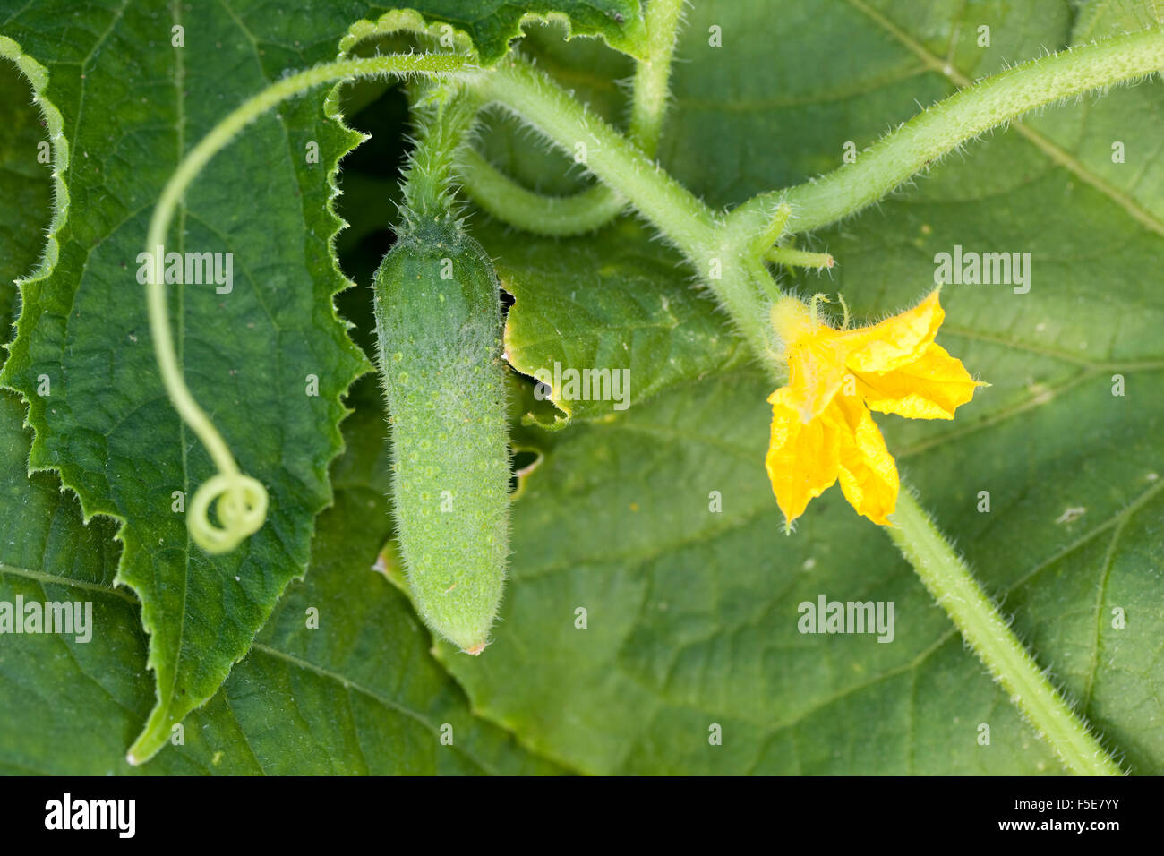 Cucumber plant flower hi-res stock photography and images - Alamy