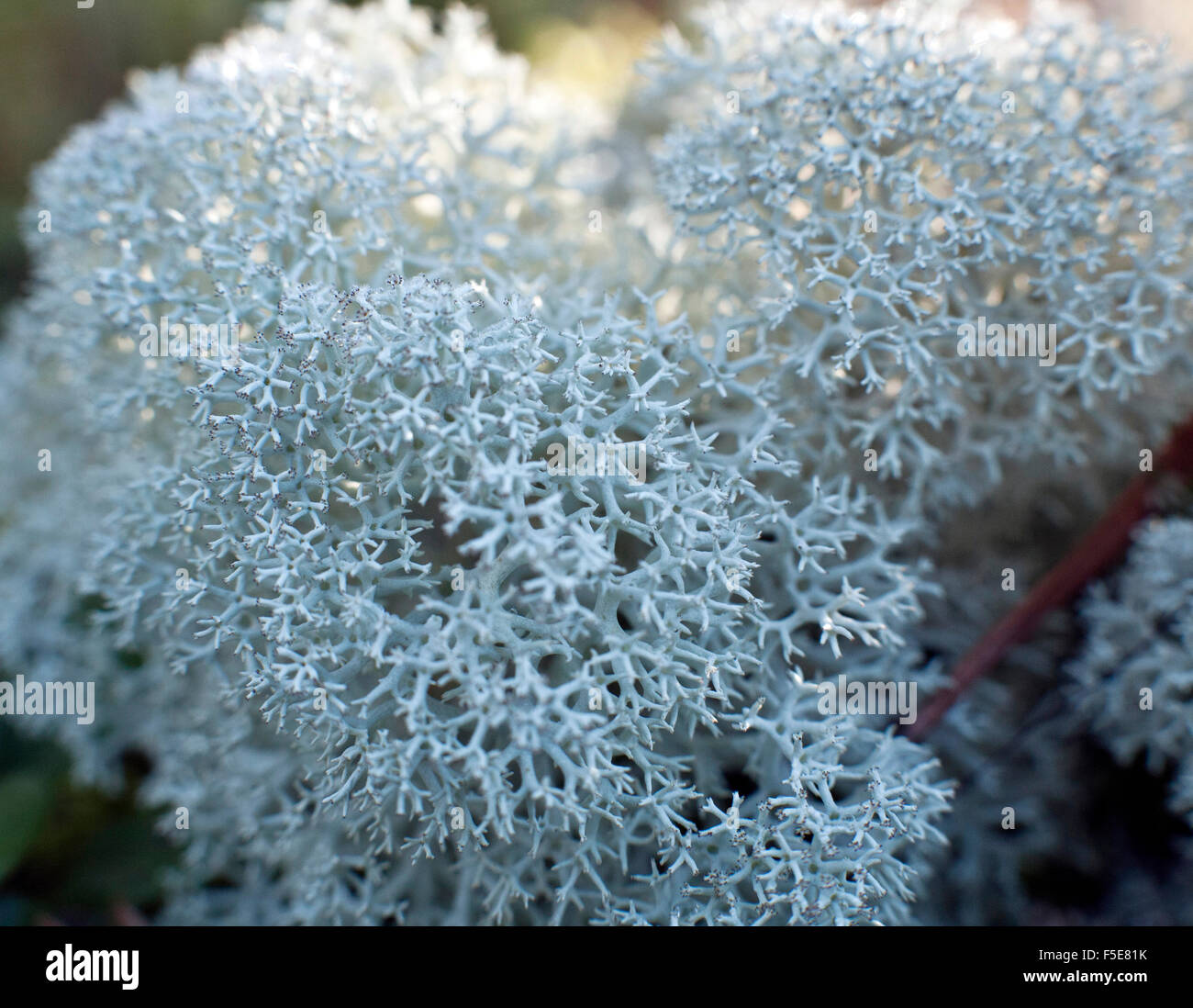 Cladina stellaris Northern Reindeer Lichen or Start Reindeer Lichen in ...