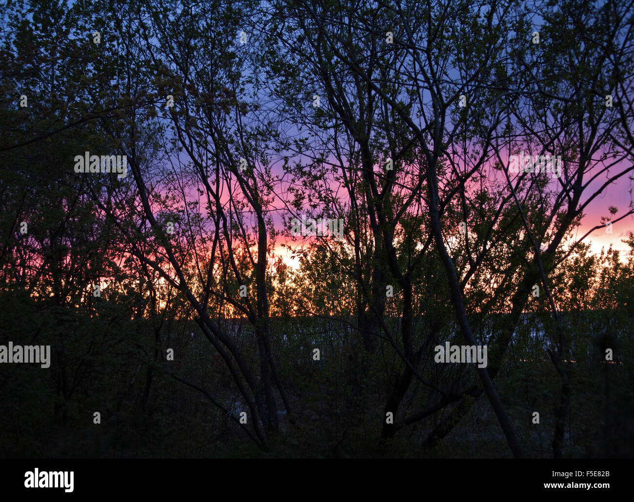 Sunset seen through the bush Stock Photo - Alamy