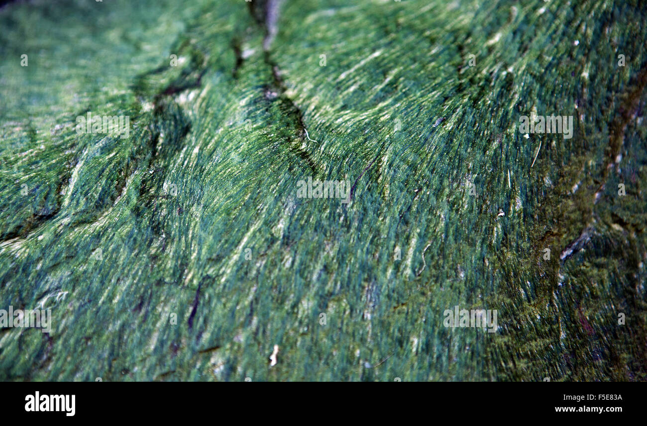 Silky green algae on rock surface in closeup Stock Photo - Alamy