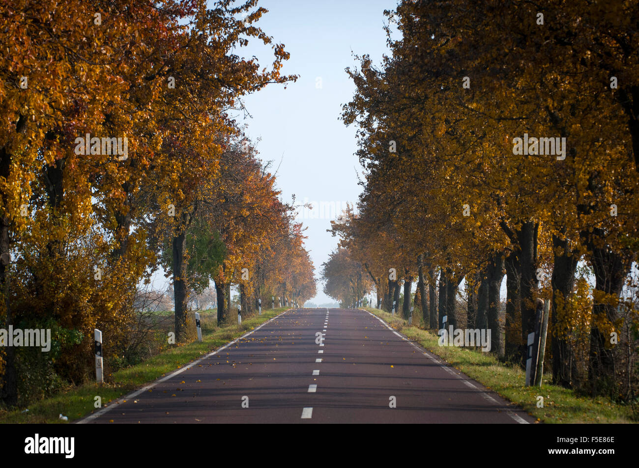 An open road in autumn in Saxony-Anhalt, Germany Stock Photo - Alamy