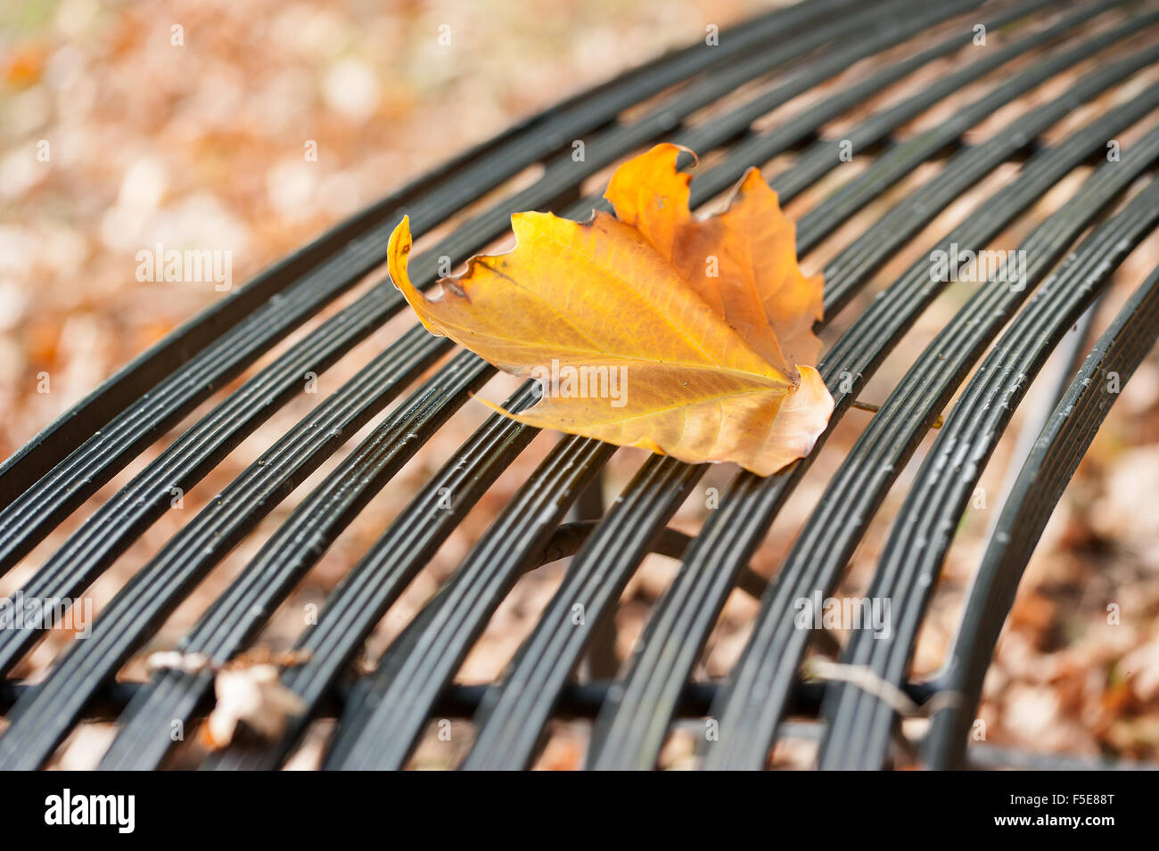 Single leaf on seat hi-res stock photography and images - Alamy