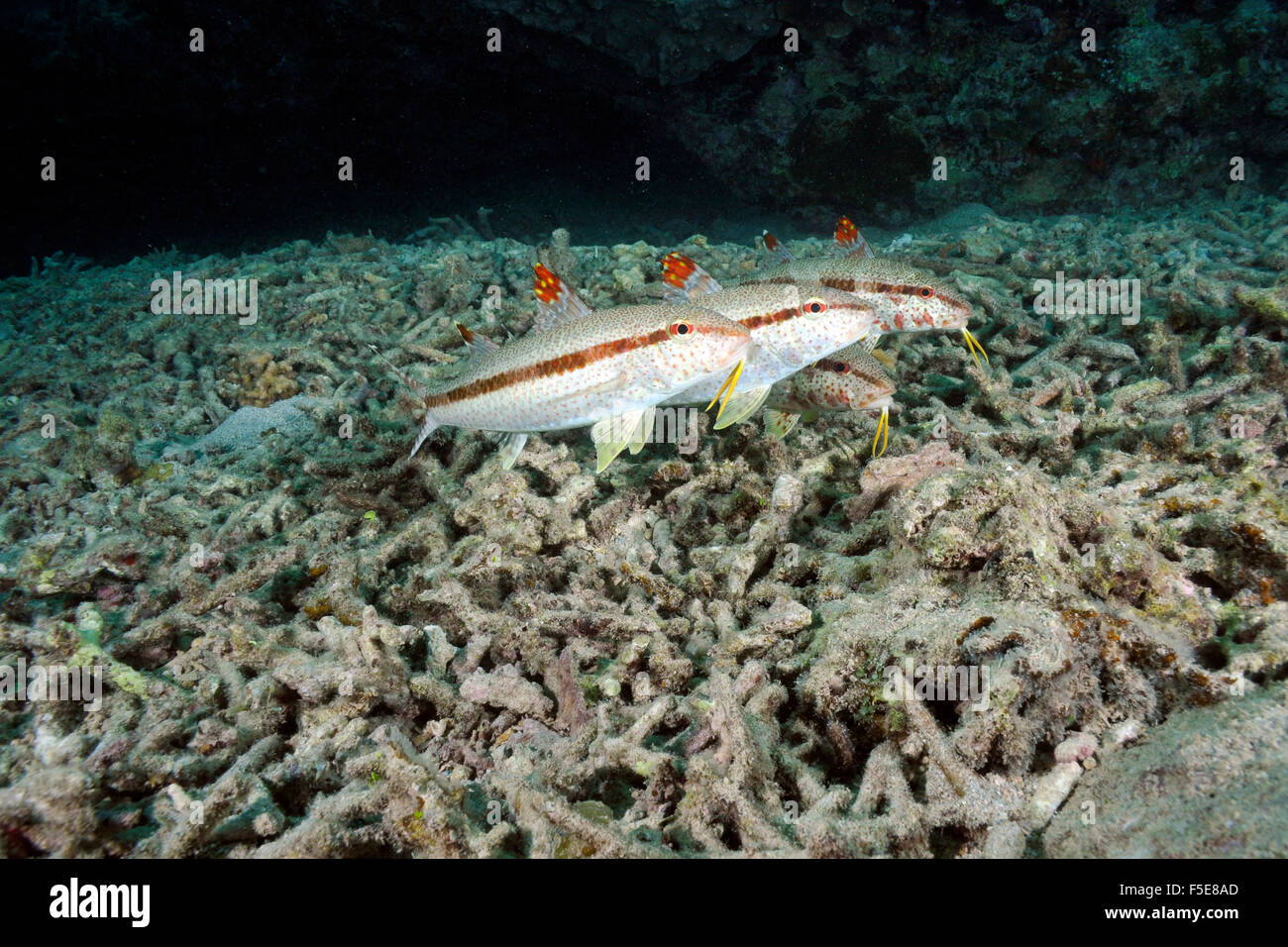Freckled goatfish, Upeneus tragula, Seche Croissant, Noumea, New ...