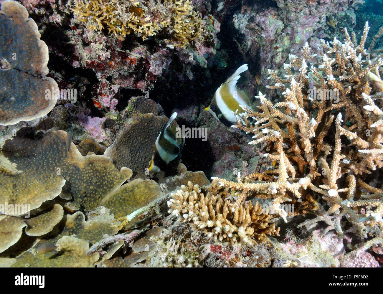 Pennant coral fish hi-res stock photography and images - Alamy