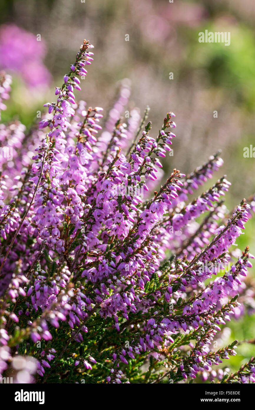 Heather Calluna vulgaris or common heather Stock Photo - Alamy