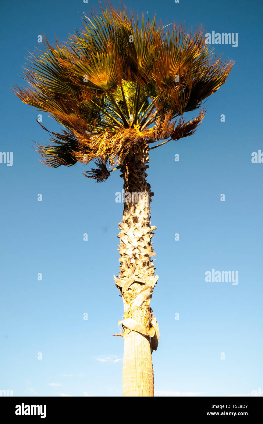 Green Palm Canarian Tree Stock Photo - Alamy