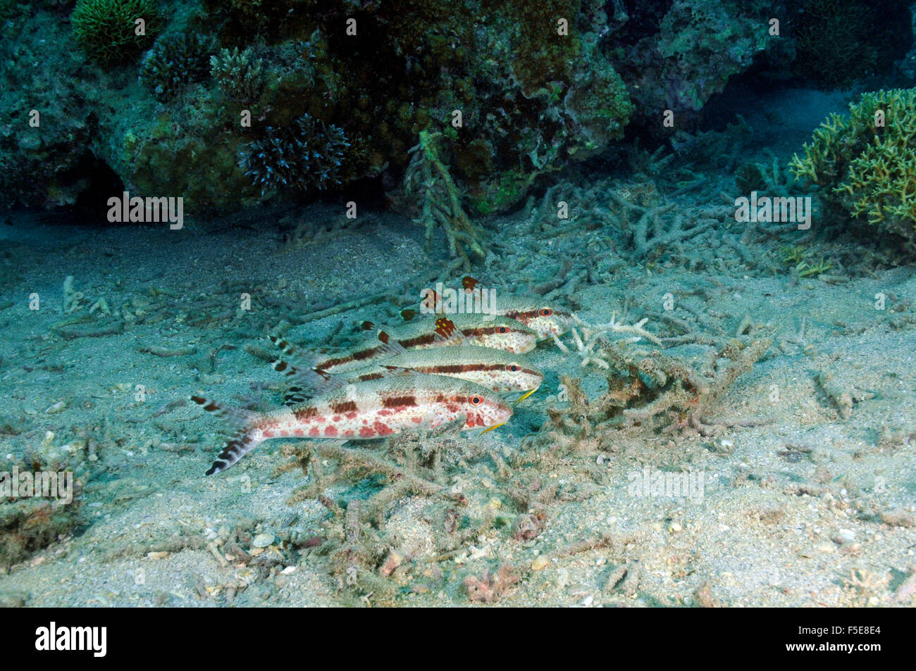 Freckled goatfish, Upeneus tragula, Seche Croissant, Noumea, New ...