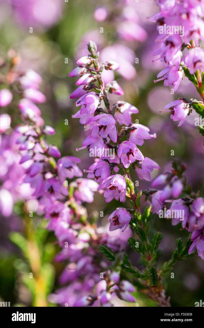 Heather Calluna vulgaris or common heather Stock Photo - Alamy