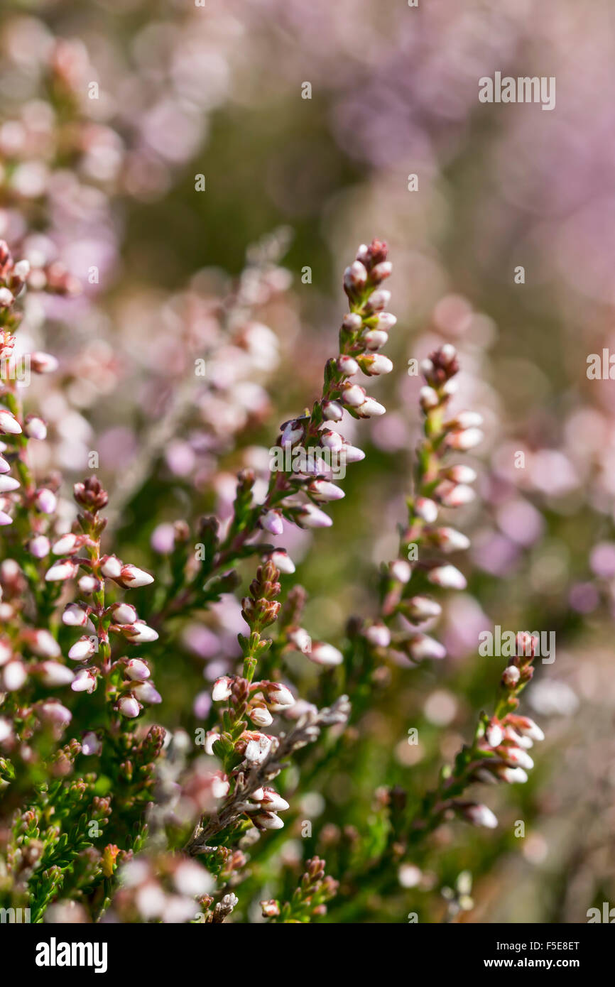 Heather Calluna vulgaris or common heather Stock Photo - Alamy