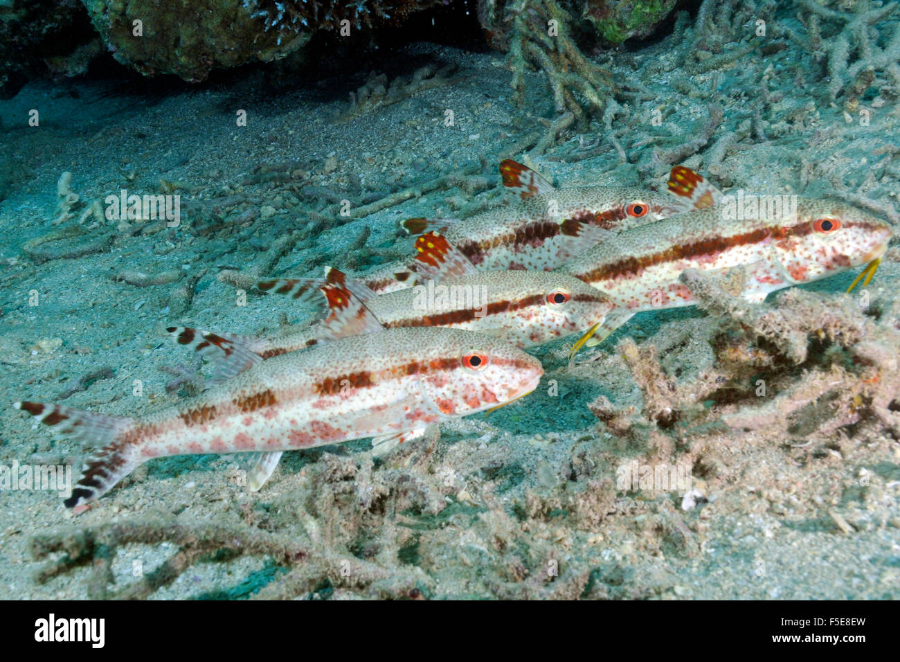 Freckled goatfish, Upeneus tragula, Seche Croissant, Noumea, New ...