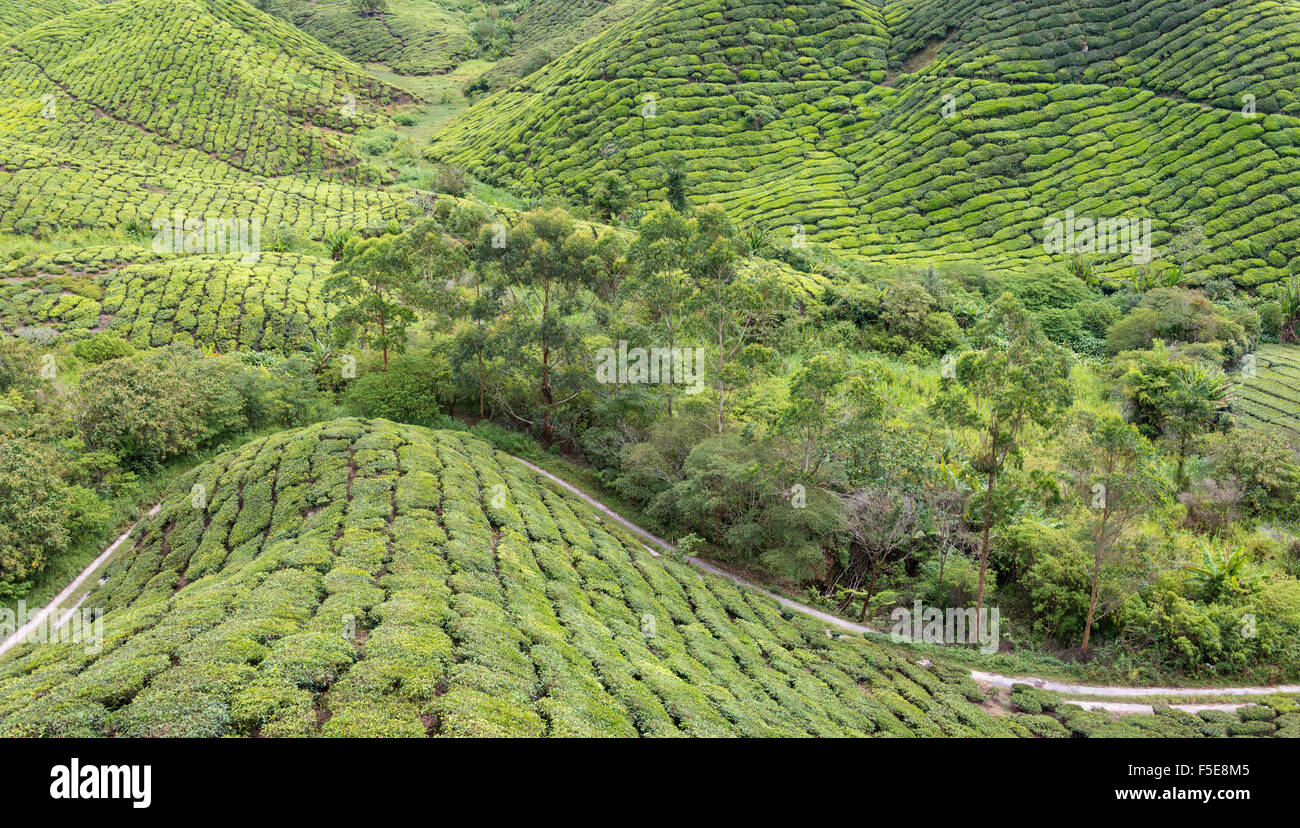 Panoramic view of the tea plantations in the Cameron Highlands ...