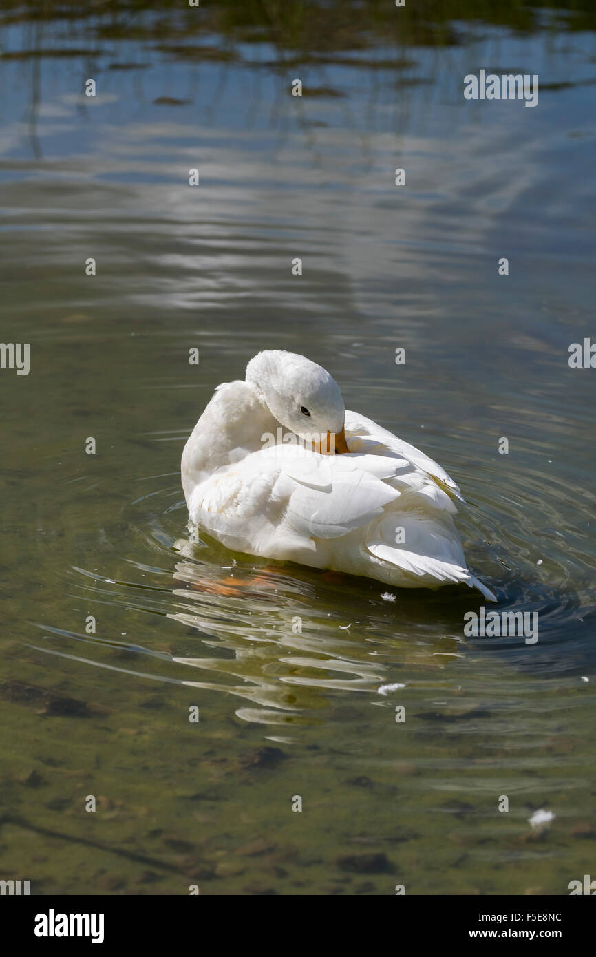 Preening duck hi-res stock photography and images - Alamy