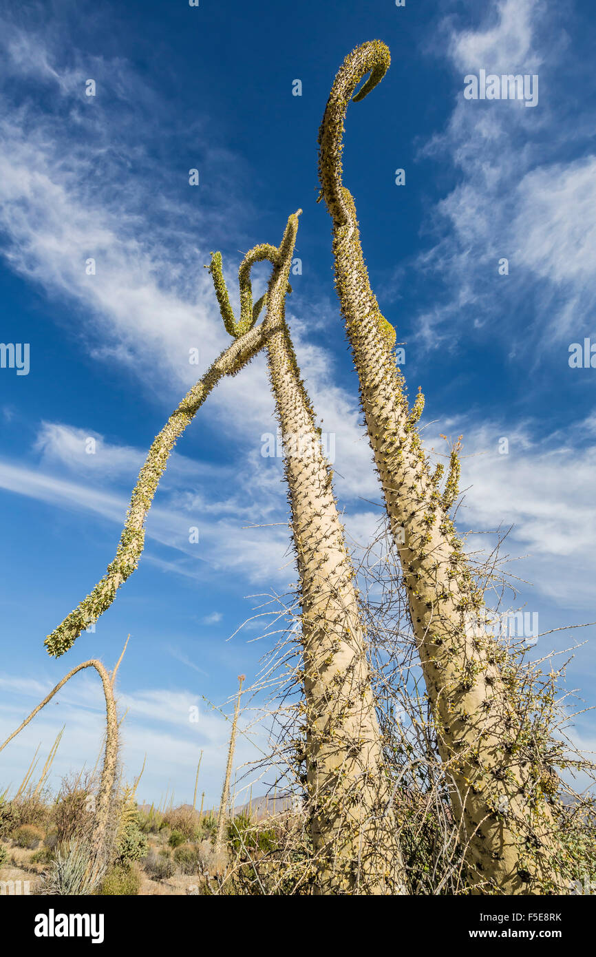Fouquieria Columnaris High Resolution Stock Photography and Images - Alamy